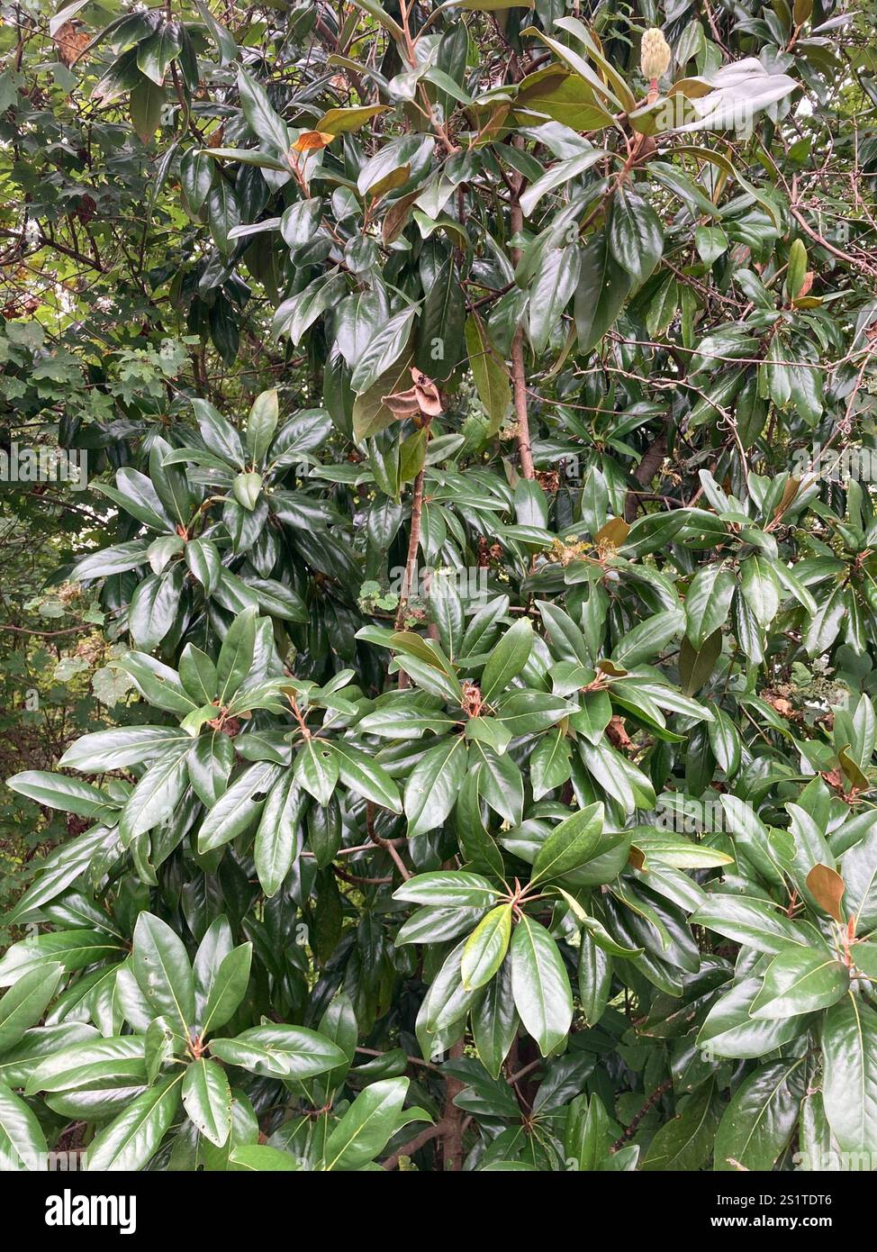 southern magnolia (Magnolia grandiflora Stock Photo - Alamy