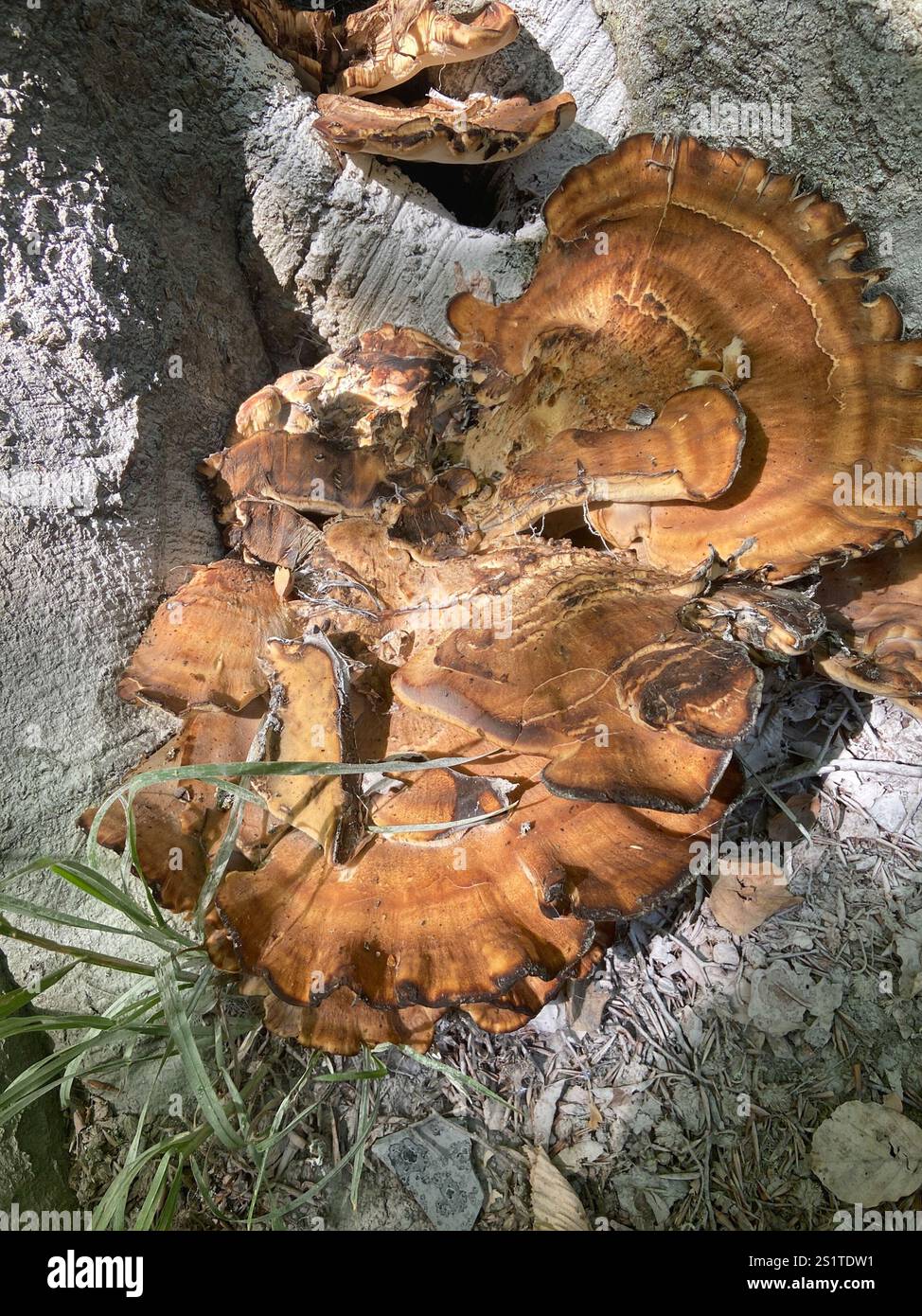 Giant Polypore (Meripilus giganteus Stock Photo - Alamy