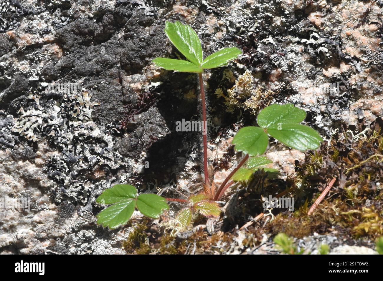 beach strawberry (Fragaria chiloensis Stock Photo - Alamy