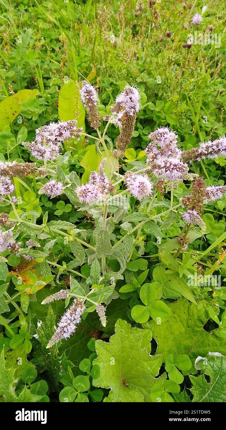 Horse Mint (Mentha longifolia Stock Photo - Alamy
