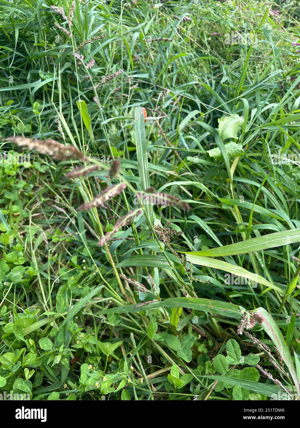 bristlegrasses, bluestems, paspalums, and allies (Panicoideae Stock ...