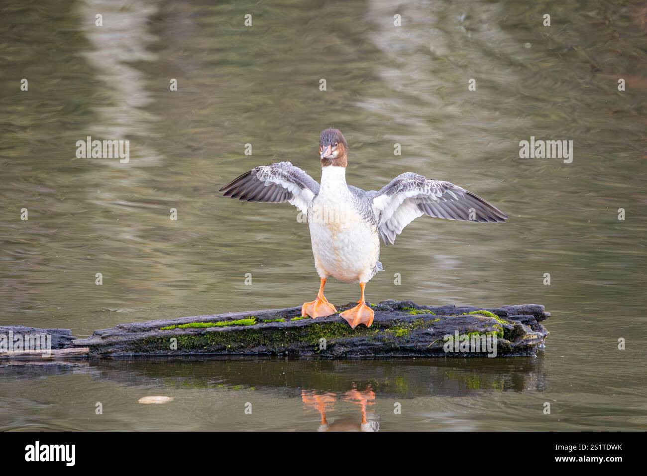 Common Merganser flapping its wings at Whitaker Ponds Nature Park in ...