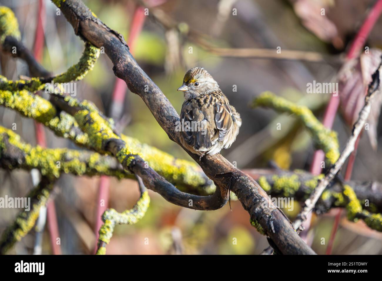 Gold crowned sparrow hi-res stock photography and images - Alamy