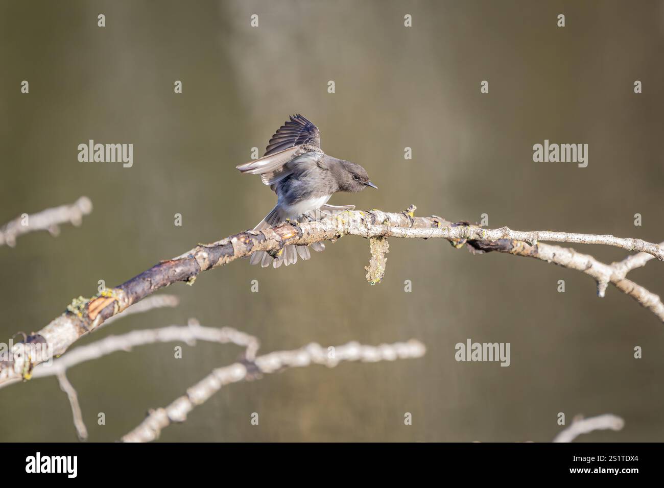 Black Phoebe perched on a branch over the water at Whitaker Ponds ...