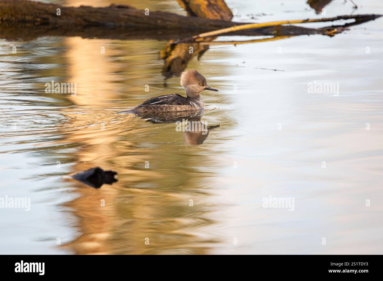 Female Hooded Merganser swimming at Whitaker ponds nature park in ...