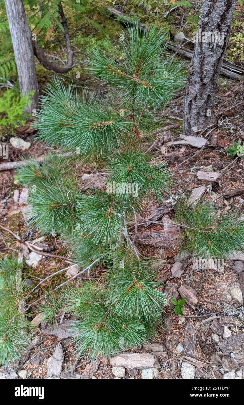 western white pine (Pinus monticola Stock Photo - Alamy