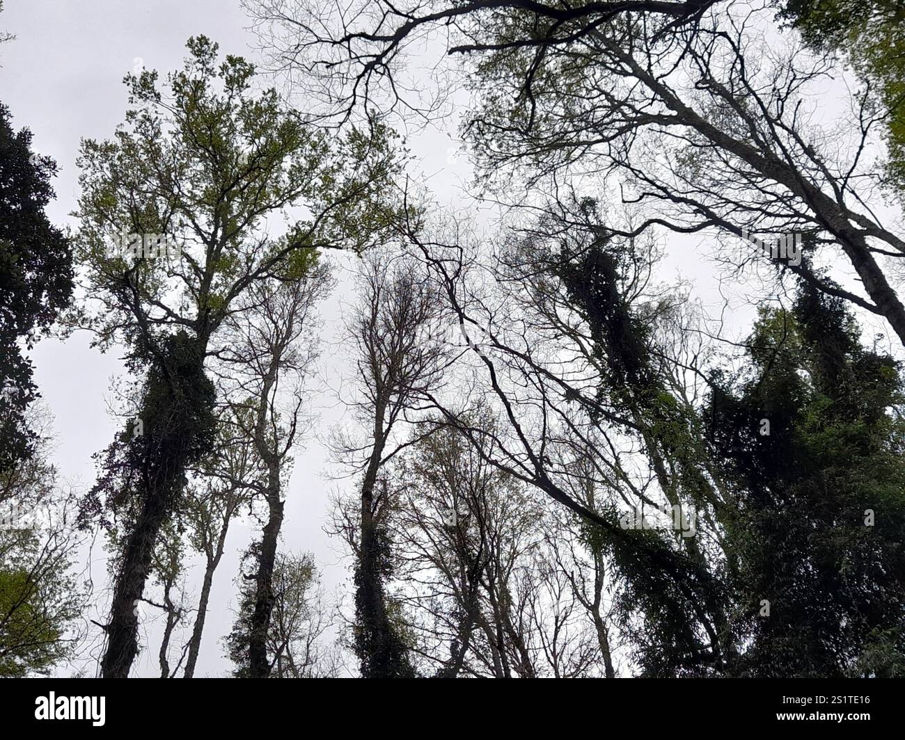 Patagonian oak (Nothofagus obliqua Stock Photo - Alamy