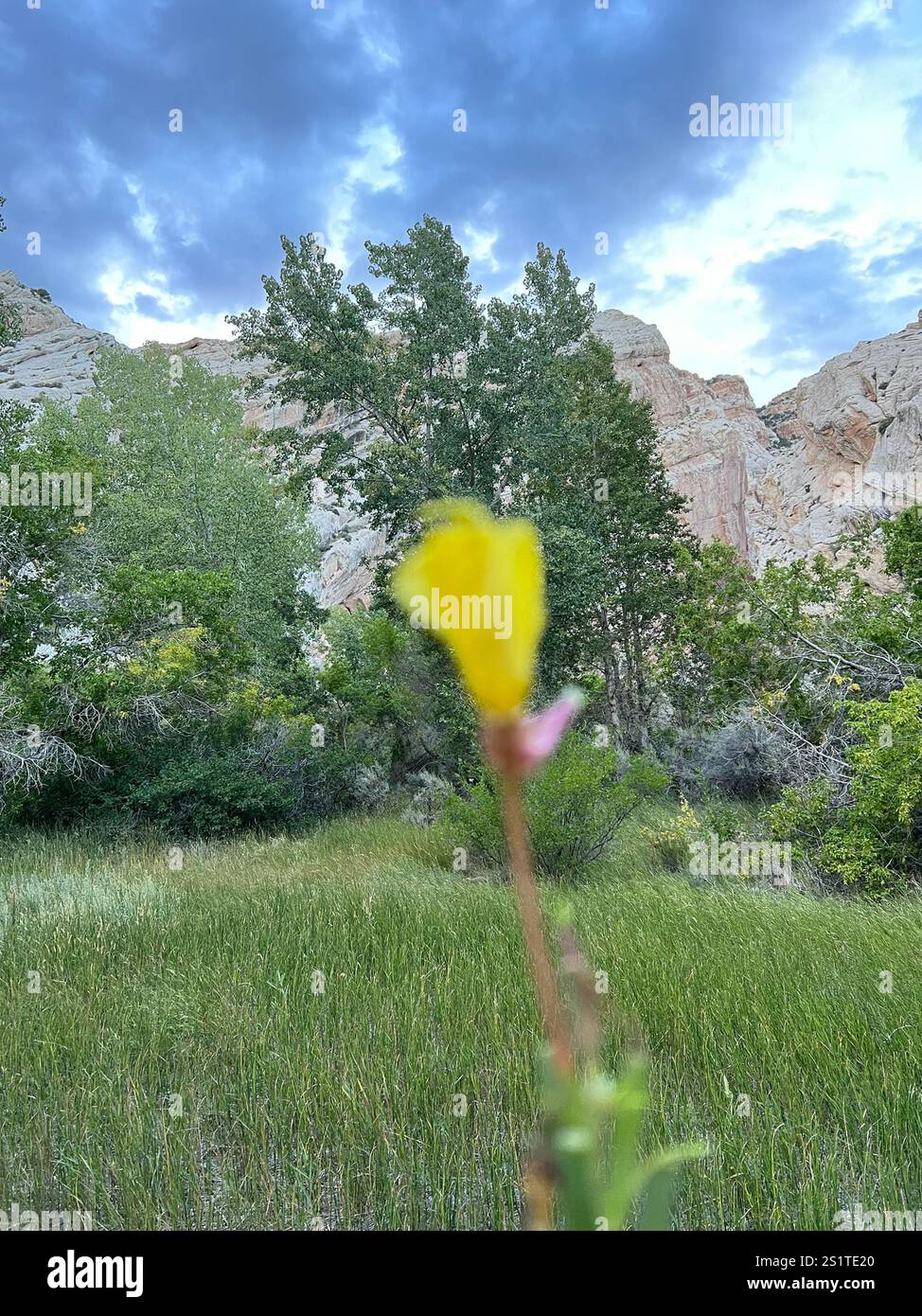 tall evening primrose (Oenothera elata Stock Photo - Alamy