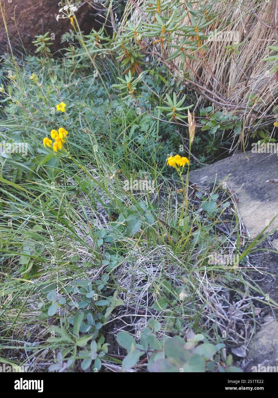 balsam ragwort (Packera paupercula Stock Photo - Alamy