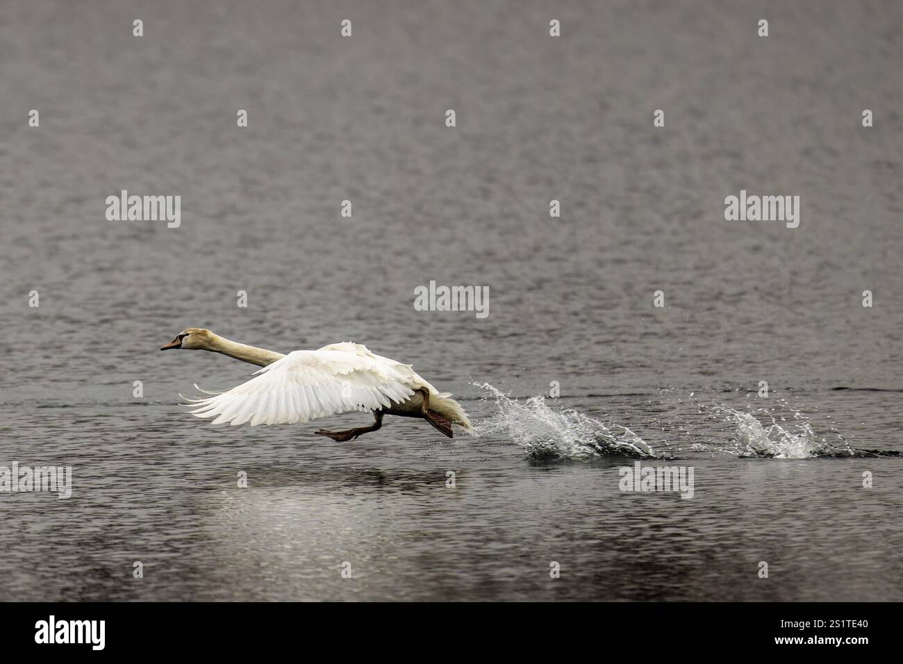 A swan landing on the water surface with its wings spread wide, Mute ...
