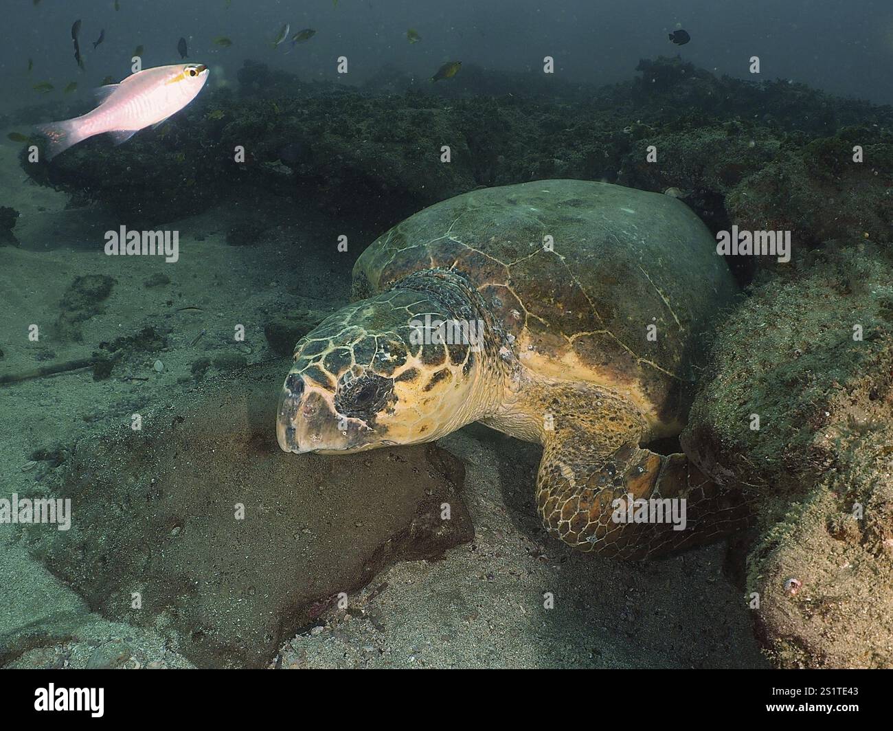 A Loggerhead sea turtle (Caretta caretta) resting next to corals in a ...