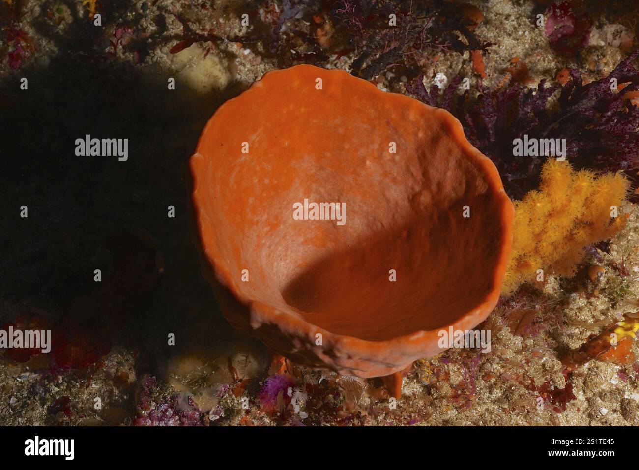 Bright orange vase sponge (Verongula), sea sponge, on a marine bottom ...