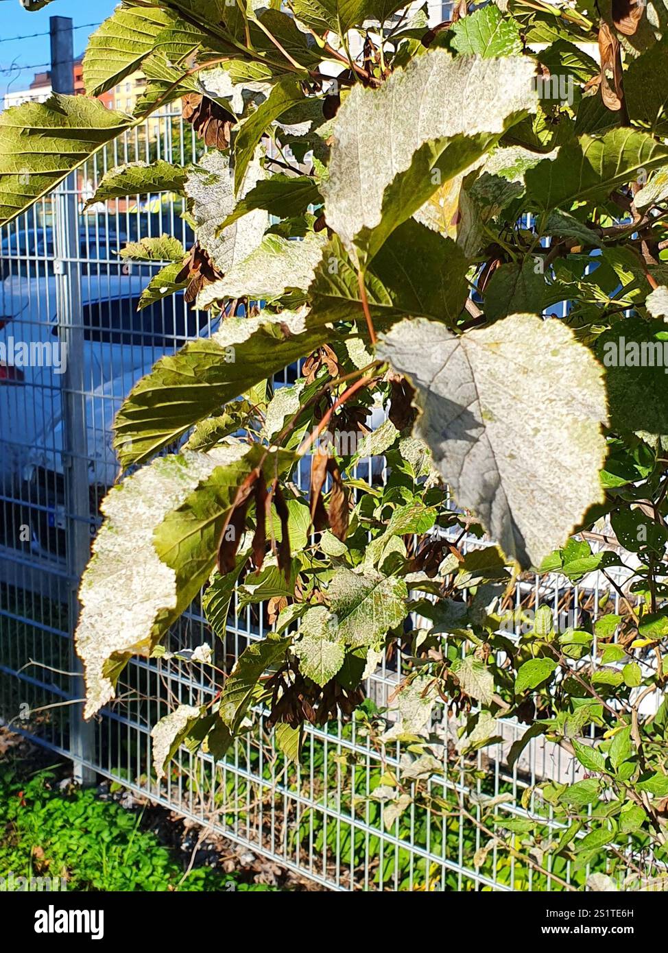Tatarian Maple (Acer tataricum Stock Photo - Alamy