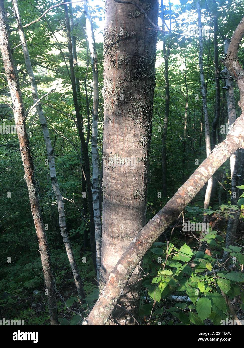 bigtooth aspen (Populus grandidentata Stock Photo - Alamy