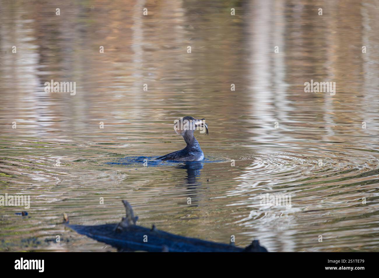 Hooded Merganser eating a fish at Whitaker Ponds Nature Park in ...