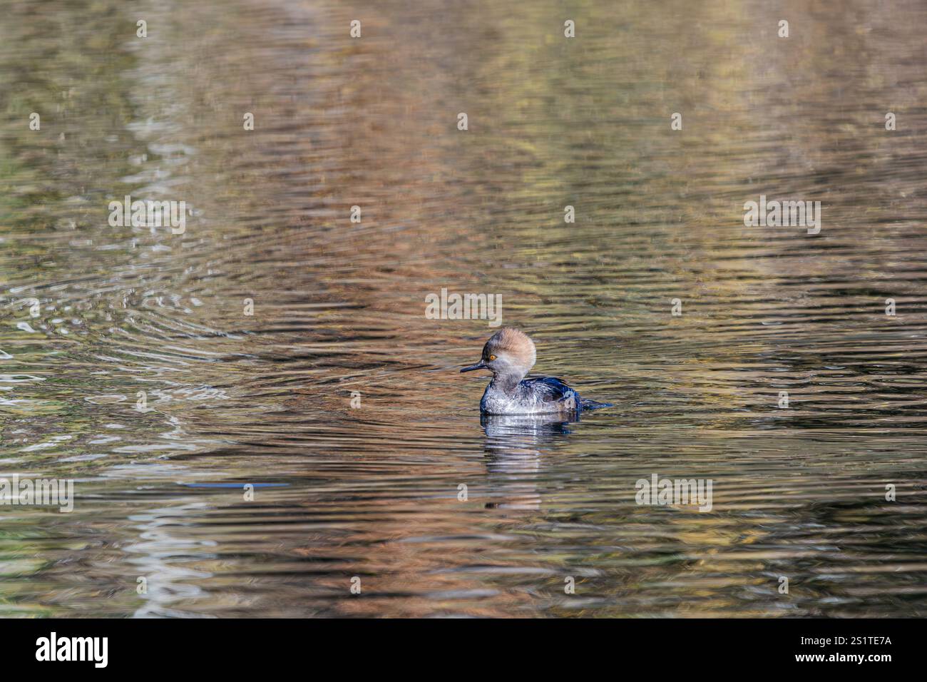 Female Hooded Merganser swimming at Whitaker ponds nature park in ...