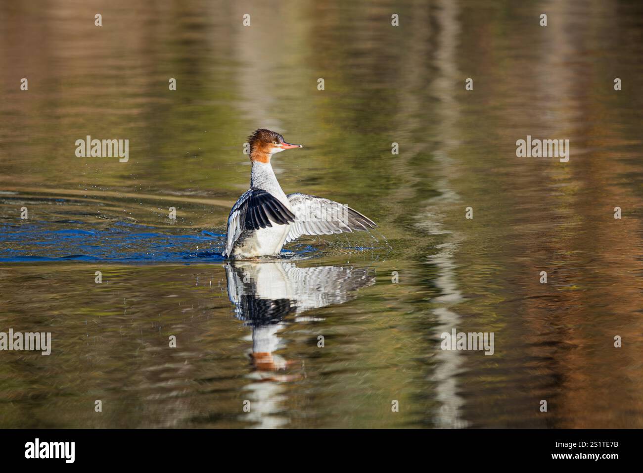 Common Merganser flapping its wings at Whitaker Ponds Nature Park in ...