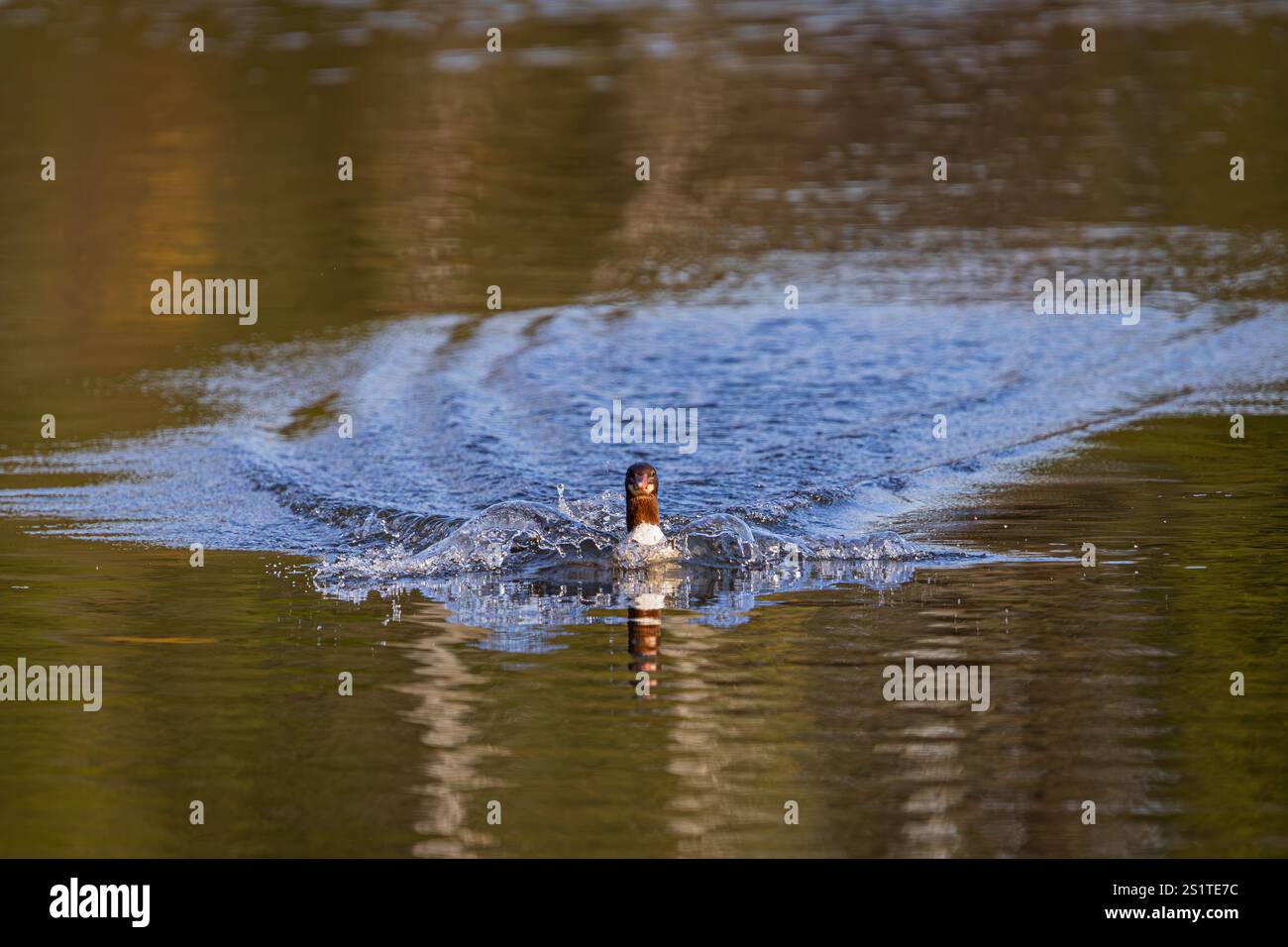 Common Merganser landing in the water at Whitaker Ponds Nature Park in ...