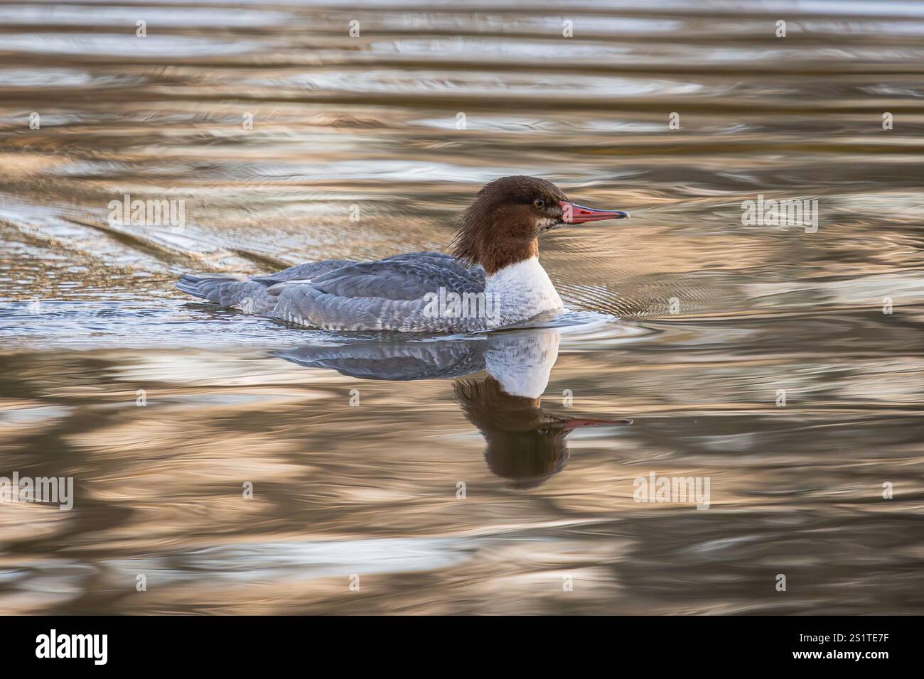 Common Merganser swimming in water with nice reflections at Whitaker ...