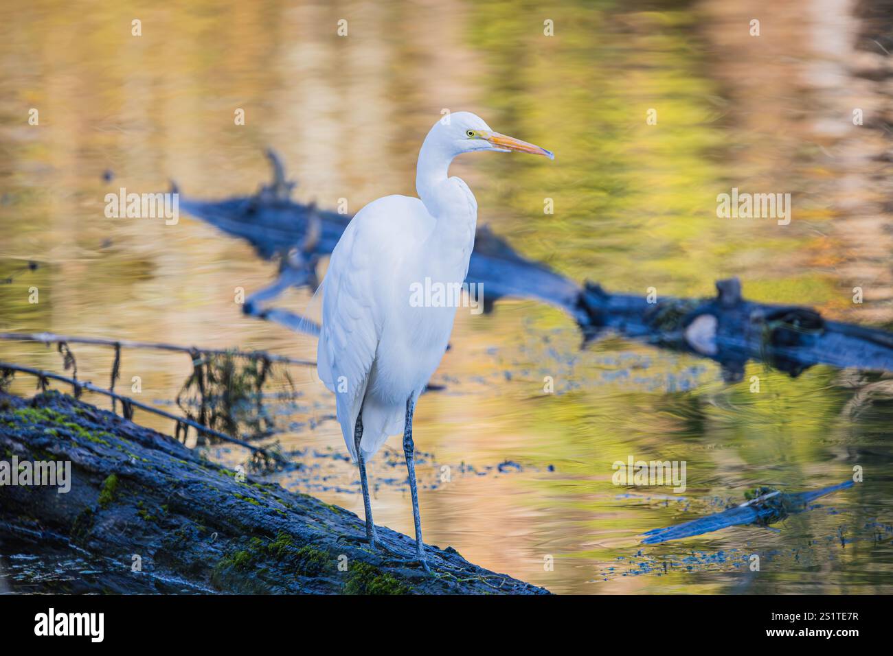 Plumed Egret at Whitaker Ponds Nature Park in Portland Oregon Stock ...