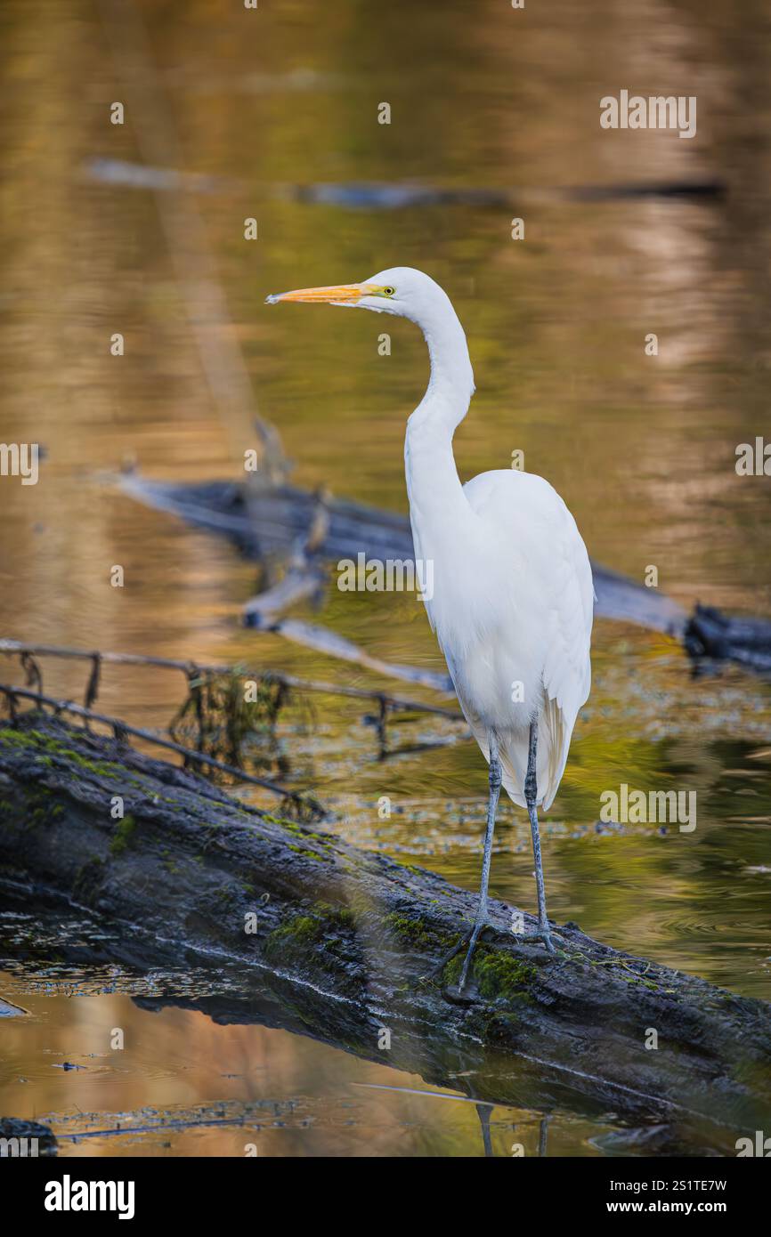 Plumed Egret at Whitaker Ponds Nature Park in Portland Oregon Stock ...