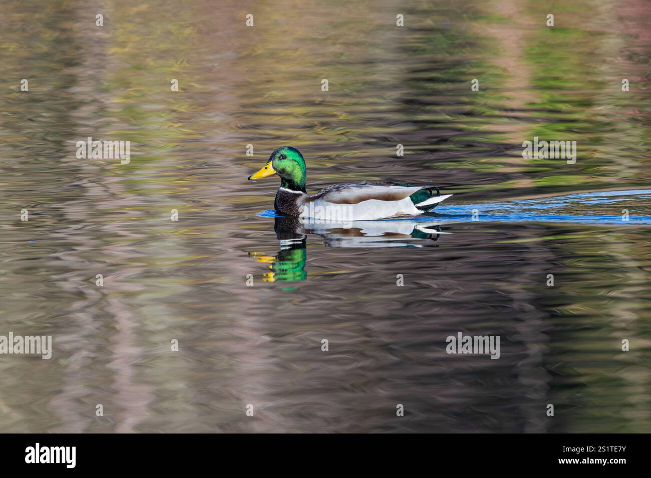 Male Mallard Duck swimming at Whitaker Ponds Nature Park in Portland ...