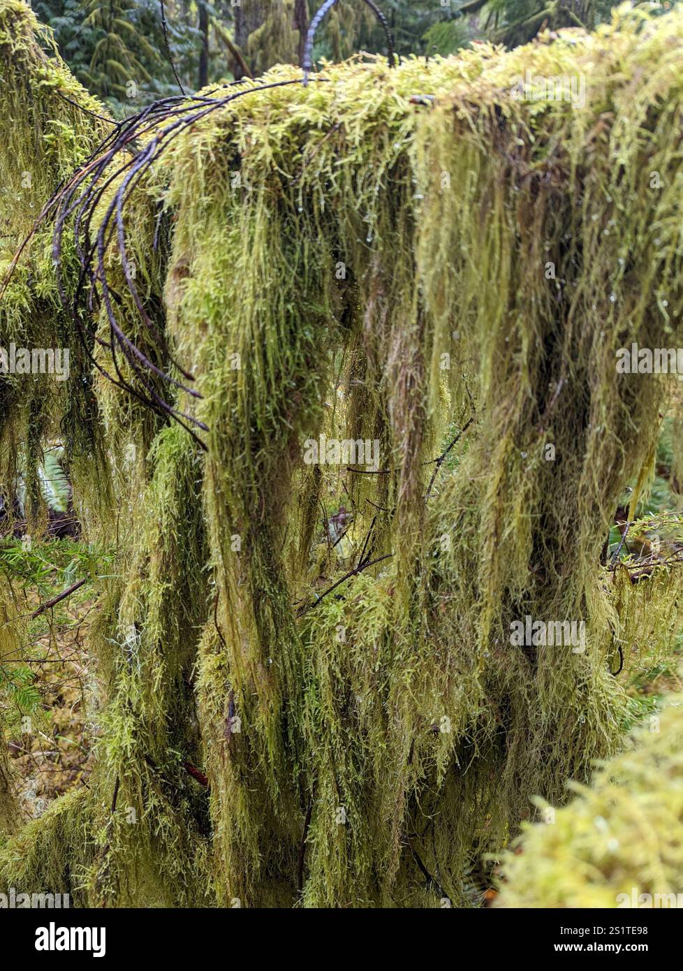 Cat's Tail Moss (Pseudisothecium stoloniferum Stock Photo - Alamy