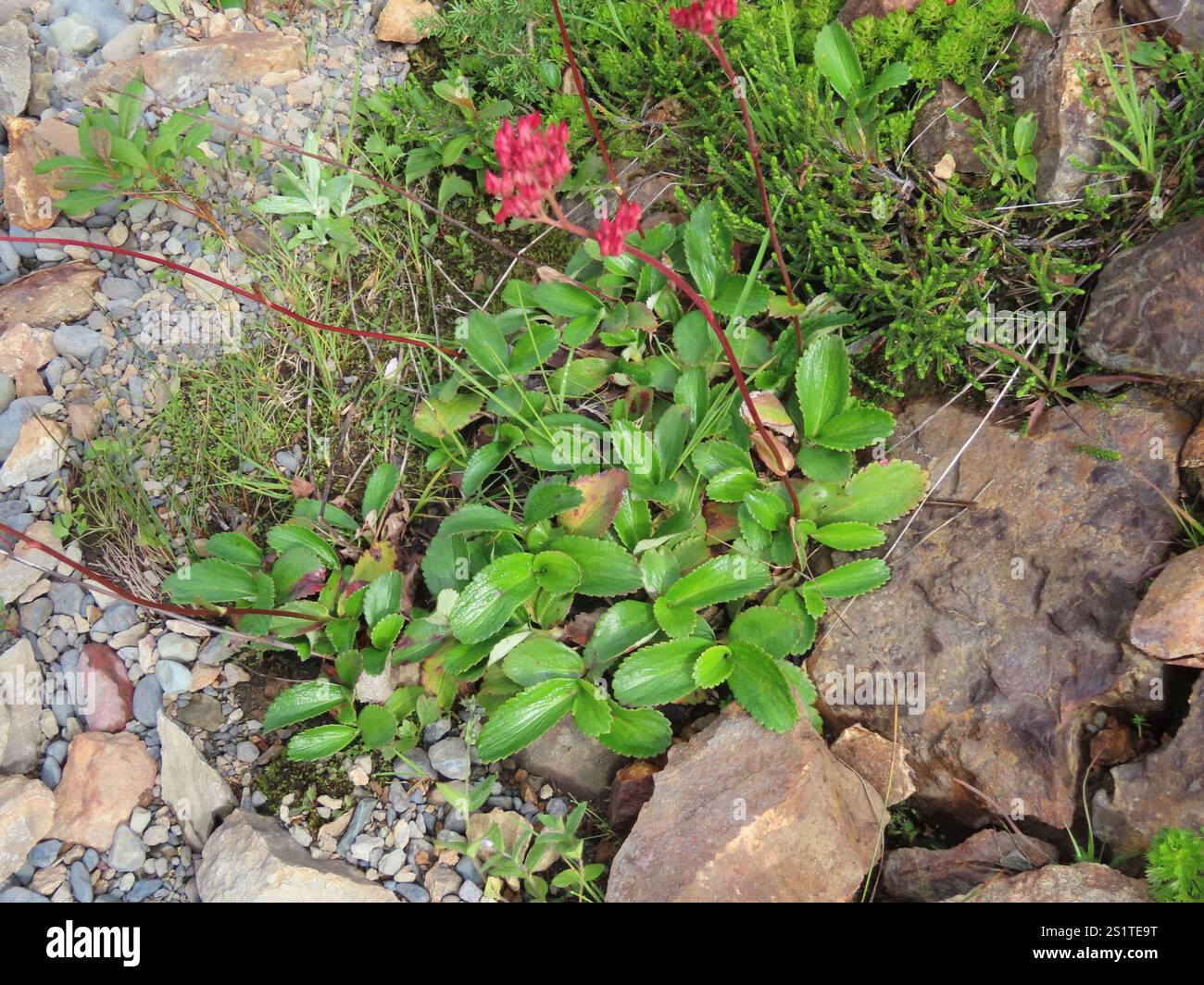 leatherleaf saxifrage (Leptarrhena pyrolifolia Stock Photo - Alamy