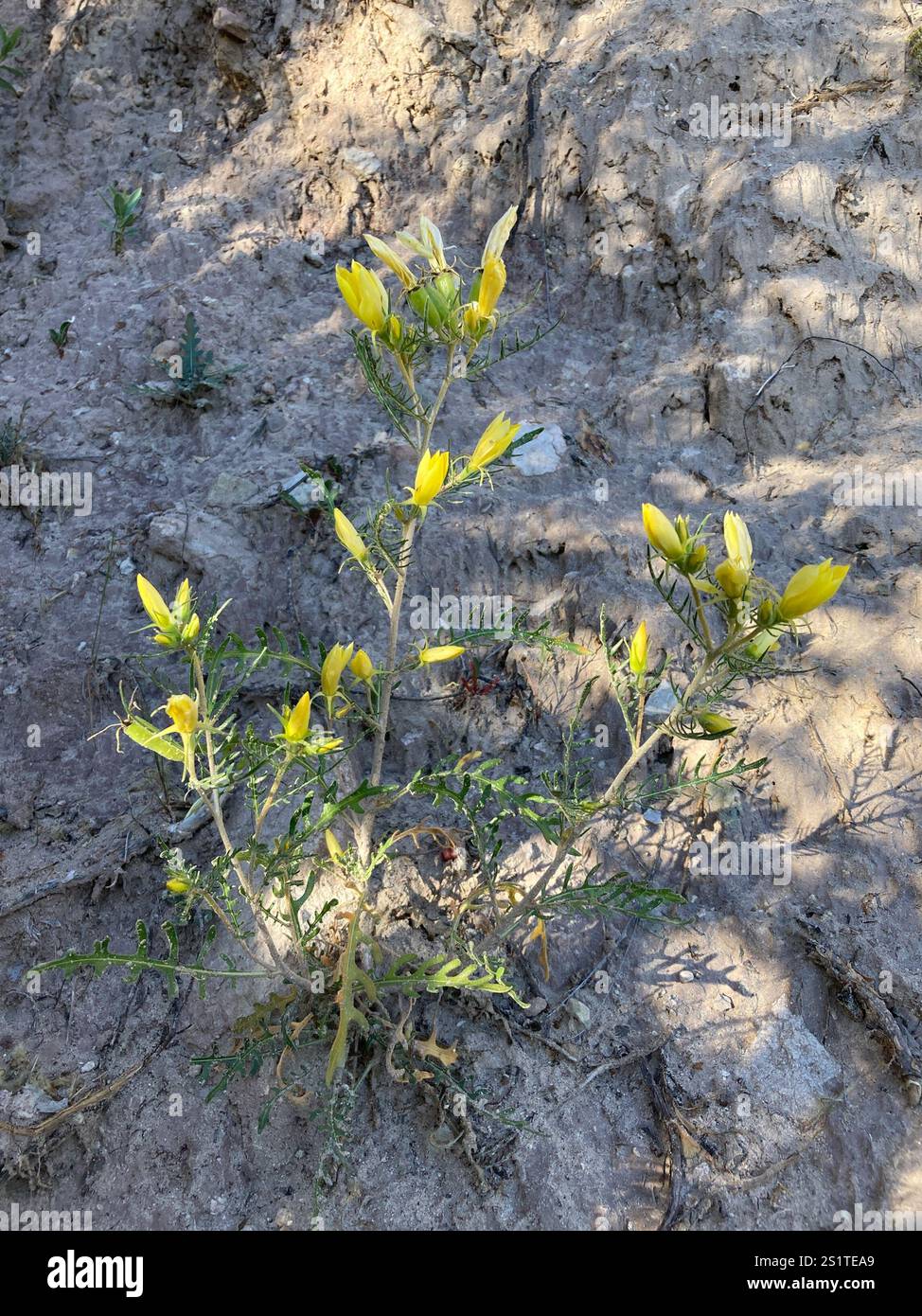 Rio Chama Blazingstar (Mentzelia conspicua Stock Photo - Alamy