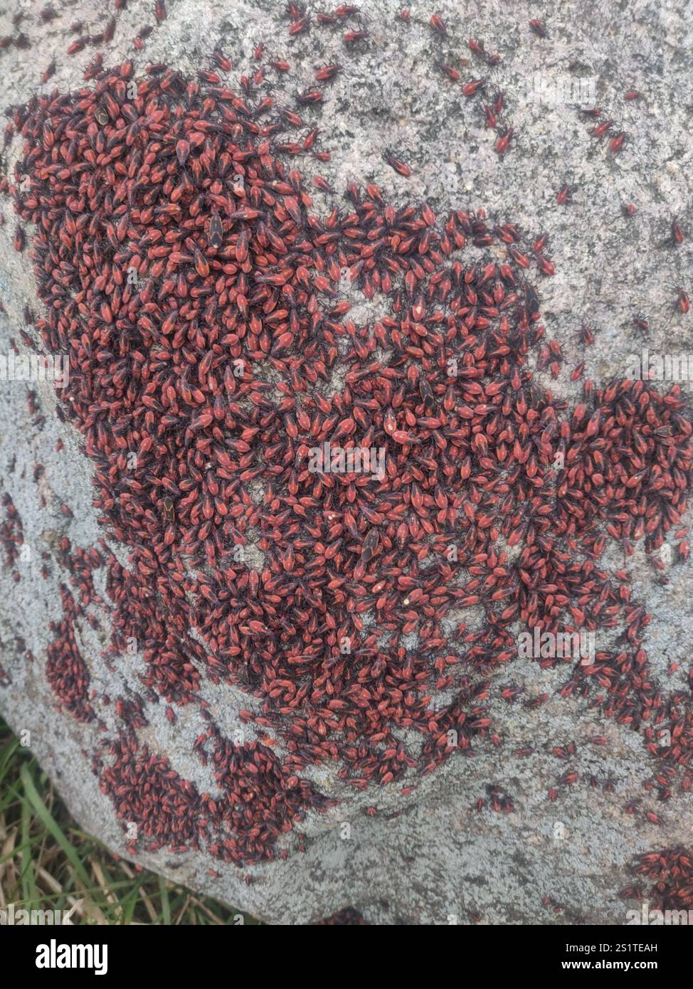 Eastern Boxelder Bug (Boisea trivittata Stock Photo - Alamy