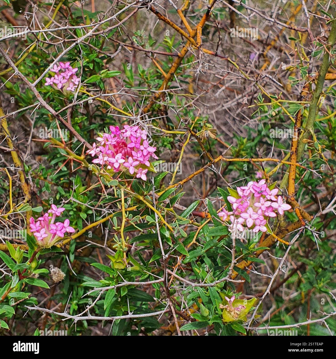 rosy rice flower (Pimelea rosea Stock Photo - Alamy