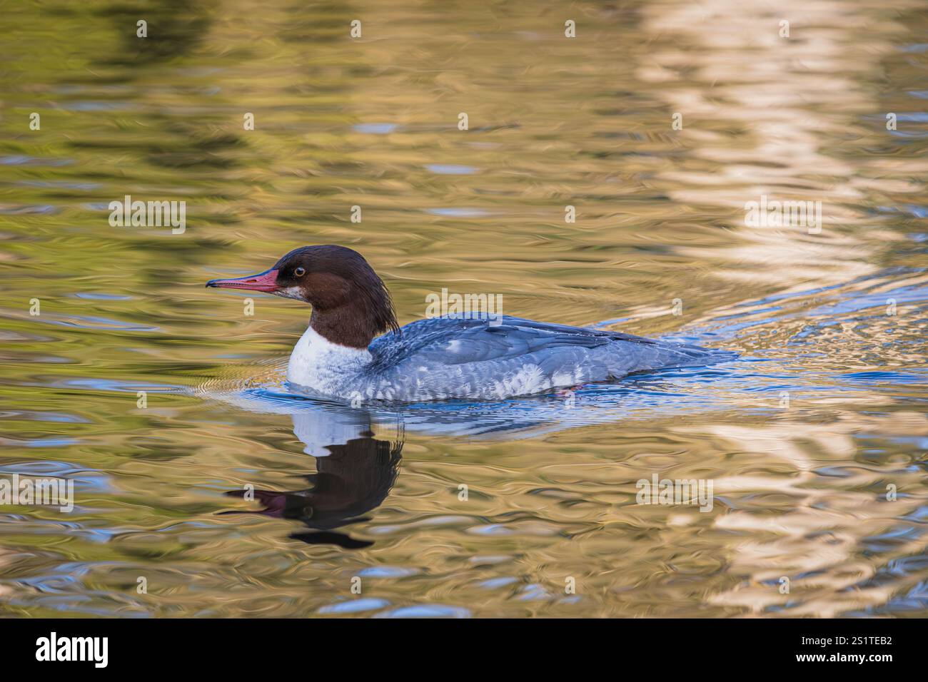 Common Merganser swimming in water with nice reflections at Whitaker ...