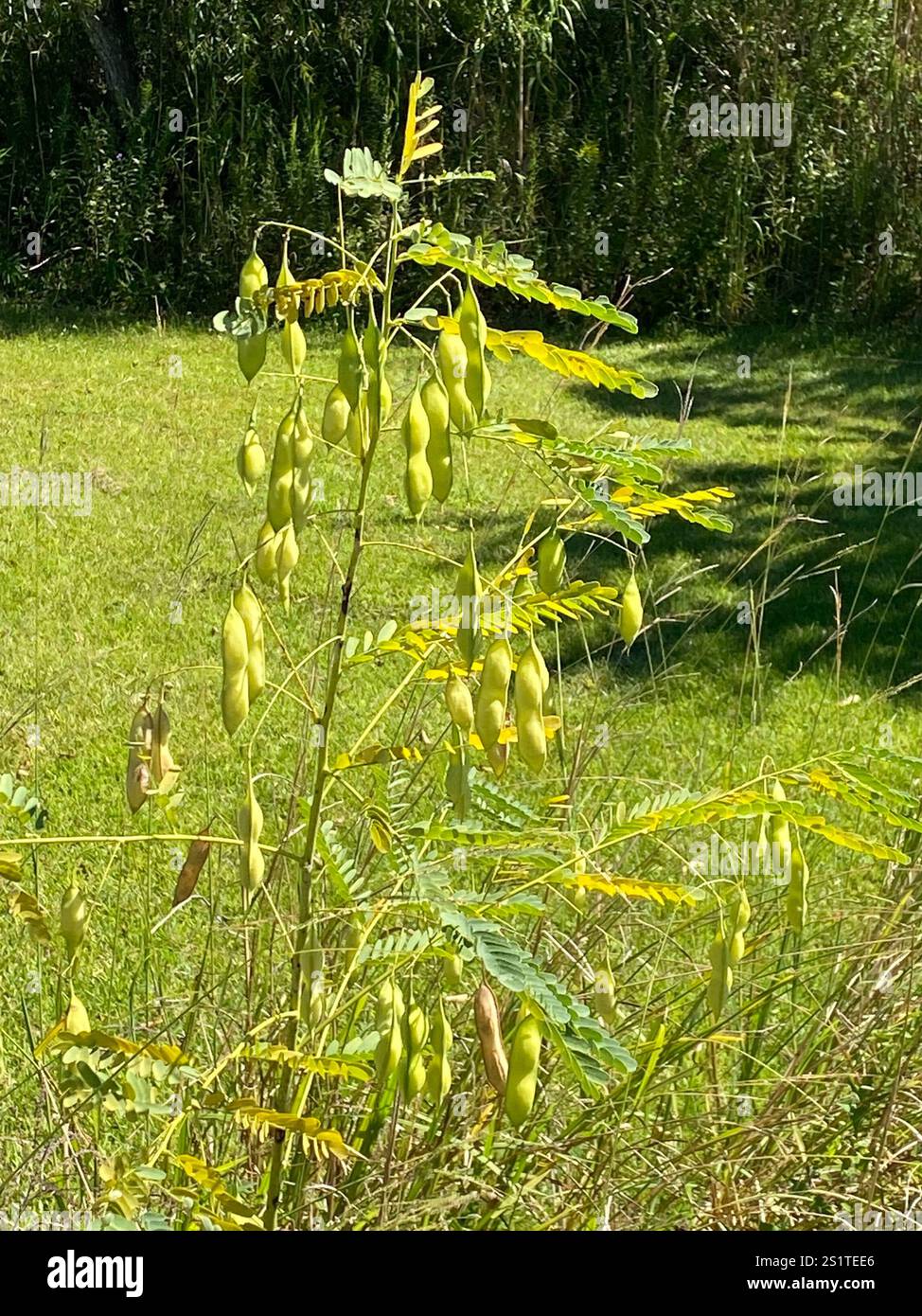 Bladder Pod (Sesbania vesicaria Stock Photo - Alamy