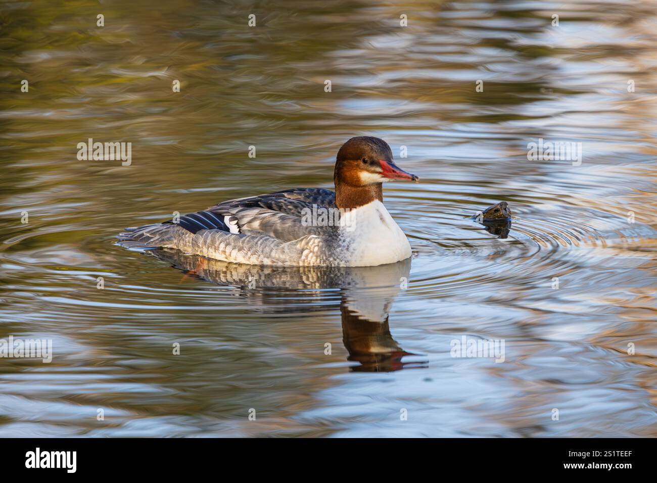 Common Merganser swimming in water with nice reflections at Whitaker ...