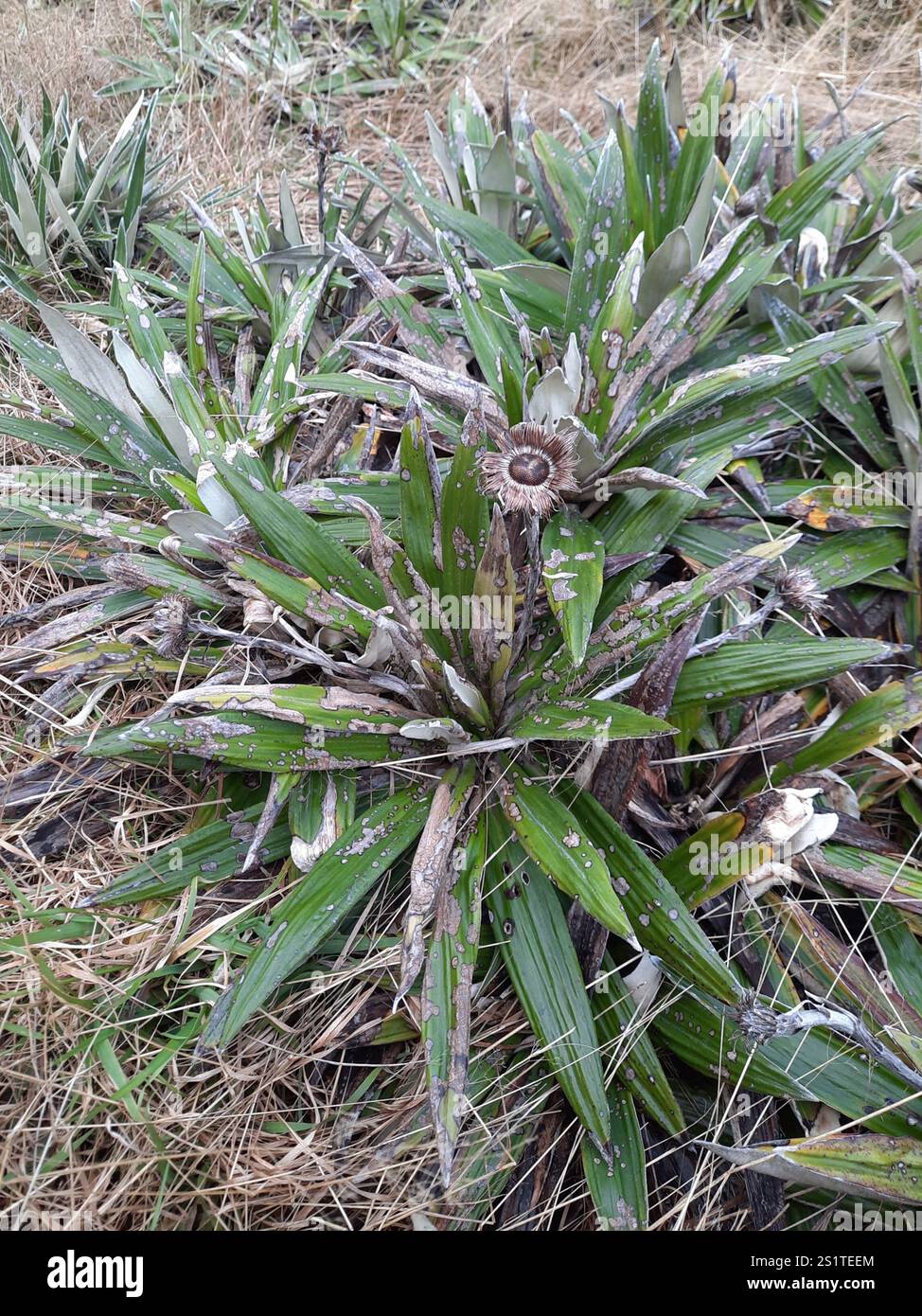 Common Mountain Daisy (Celmisia spectabilis spectabilis Stock Photo - Alamy