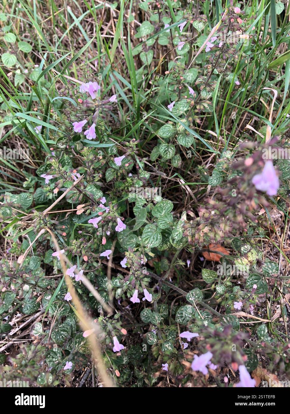 Common Calamint (Clinopodium menthifolium ascendens Stock Photo - Alamy