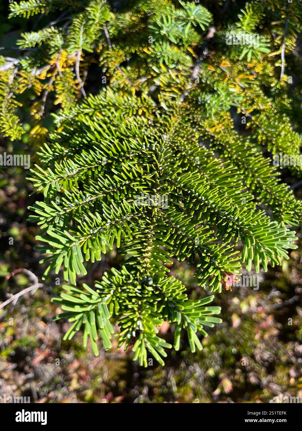 Pacific silver fir (Abies amabilis Stock Photo - Alamy