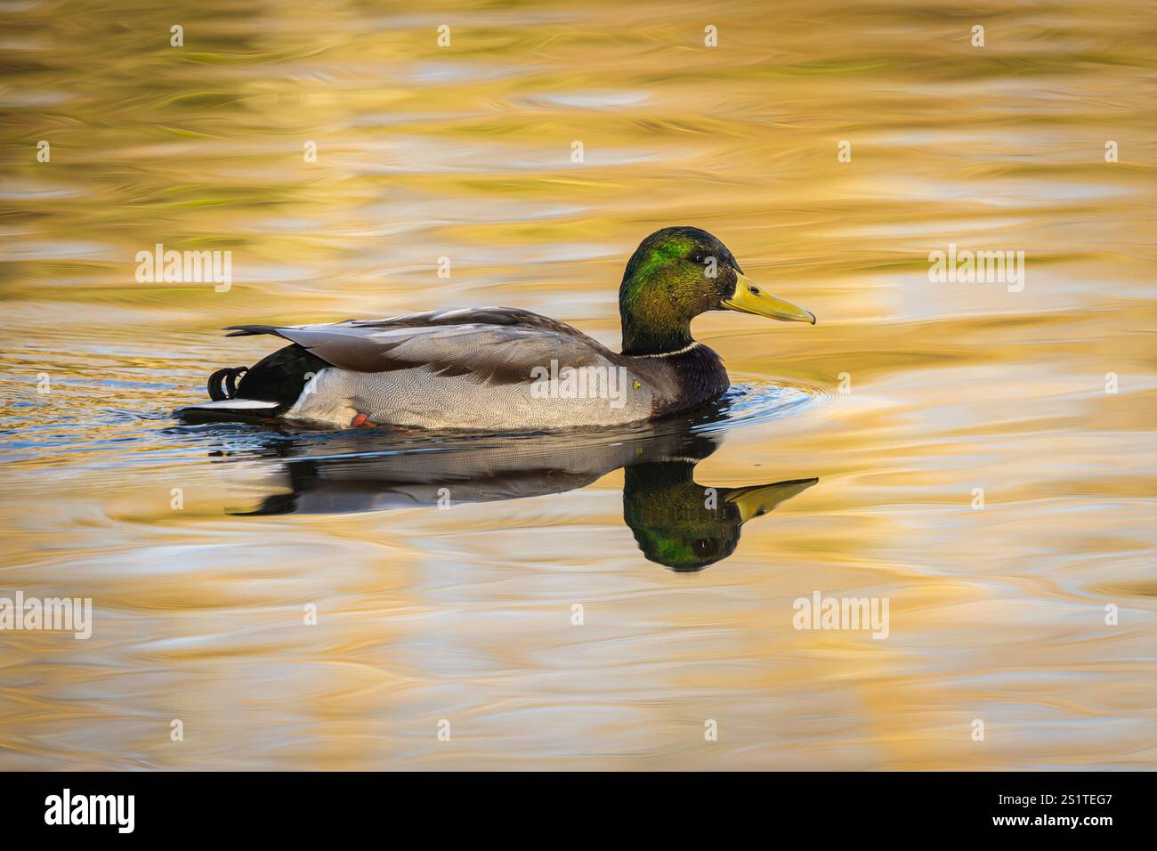 Male Mallard Duck swimming at Whitaker Ponds Nature Park in Portland ...