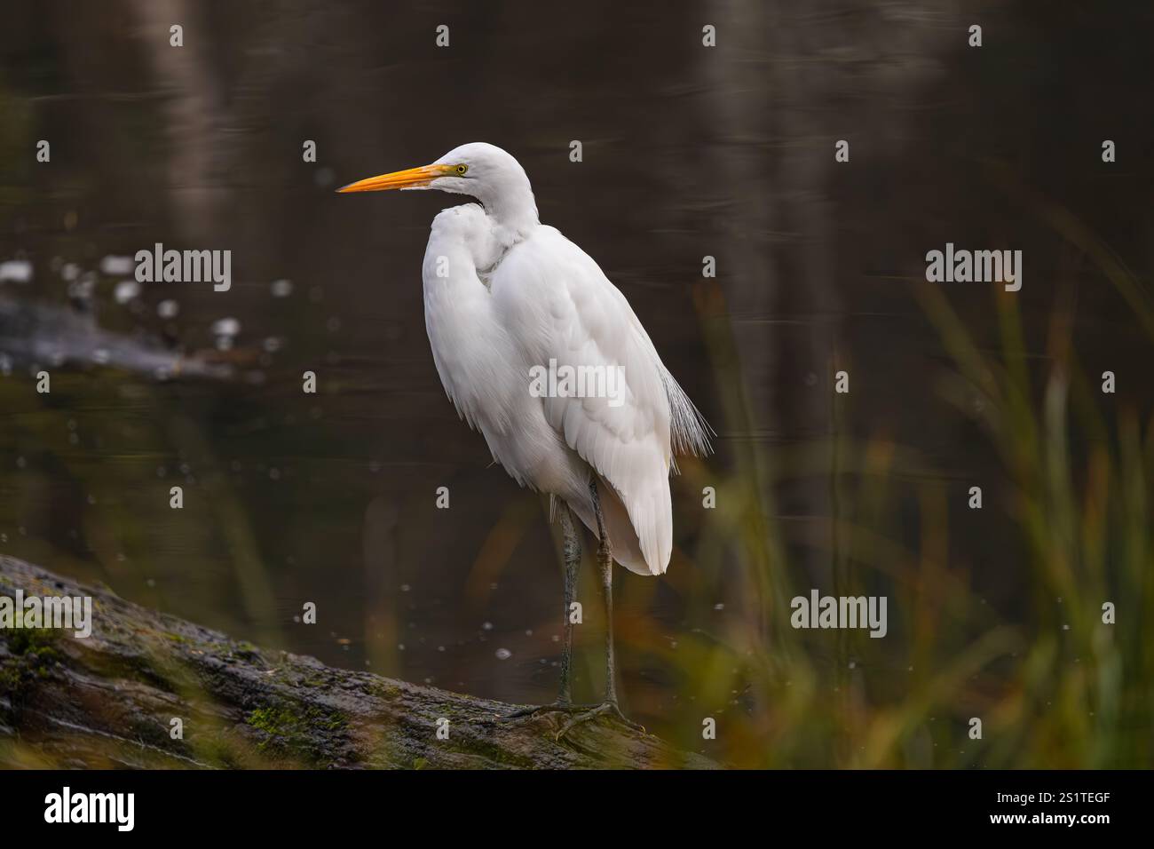 Plumed Egret at Whitaker Ponds Nature Park in Portland Oregon Stock ...
