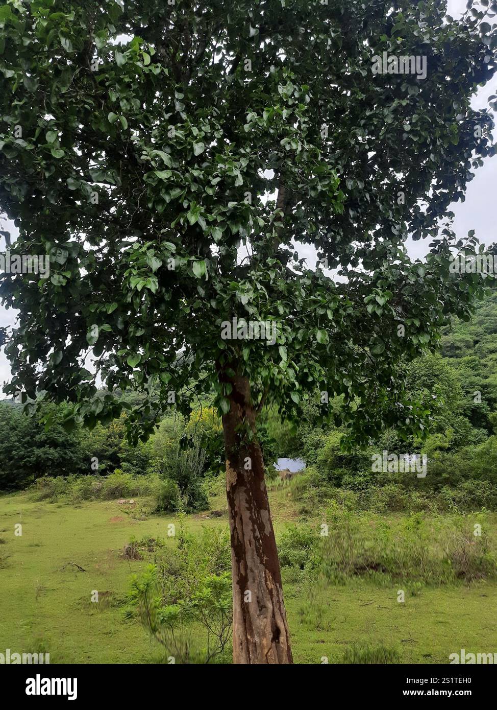 Strychnine Tree (Strychnos nux-vomica Stock Photo - Alamy