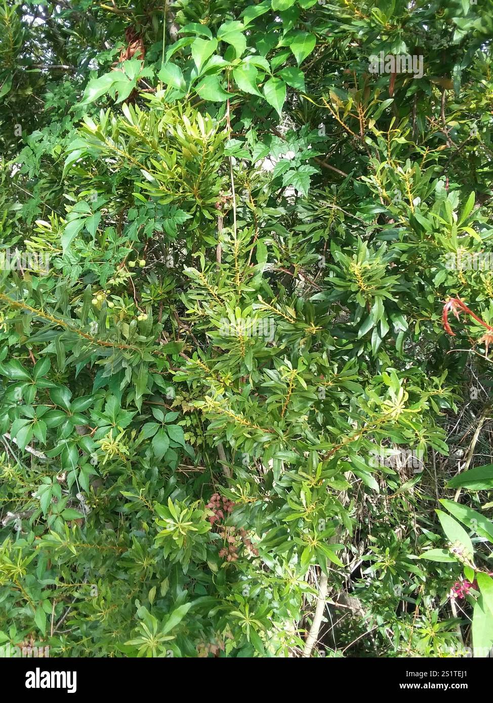 wax myrtle (Morella cerifera Stock Photo - Alamy