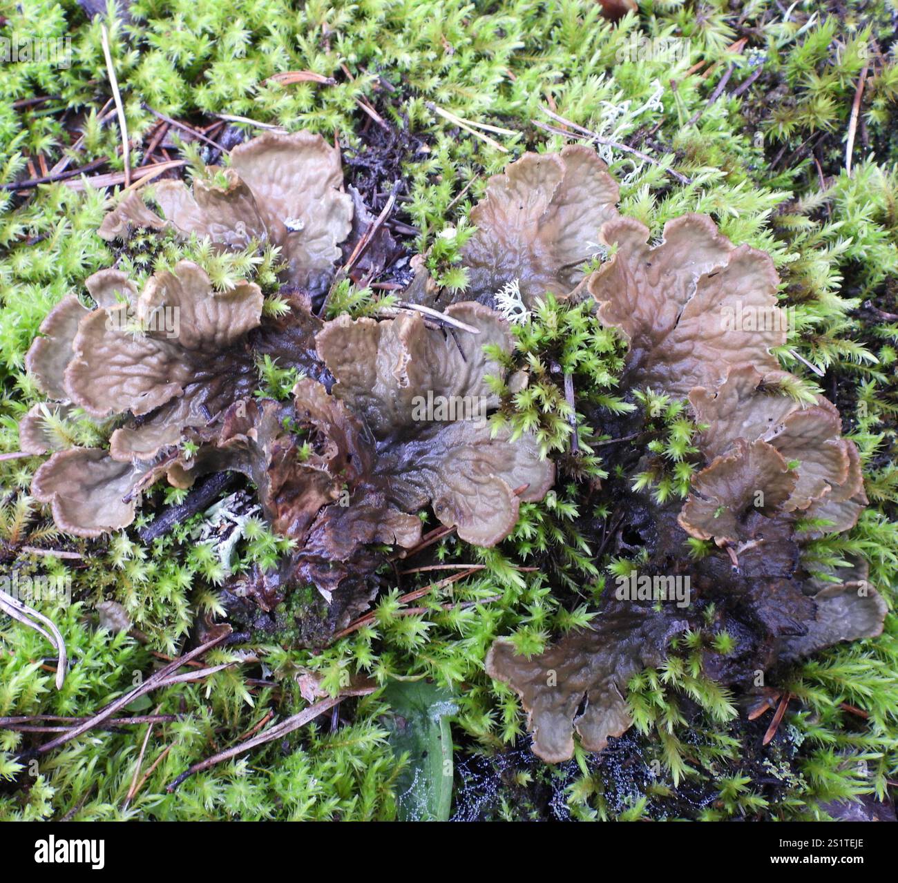membranous pelt lichen (Peltigera membranacea Stock Photo - Alamy