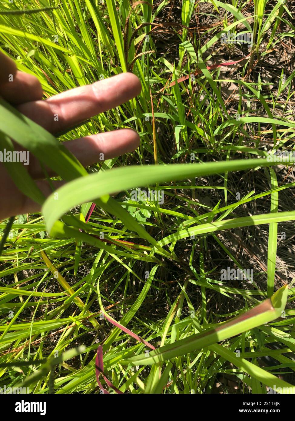bull crowngrass (Paspalum boscianum Stock Photo - Alamy