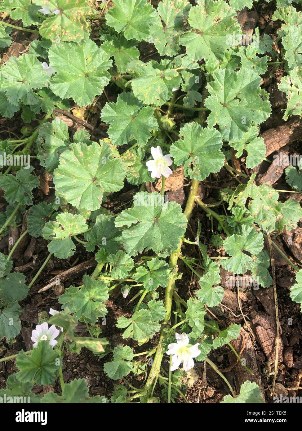 dwarf mallow (Malva neglecta Stock Photo - Alamy