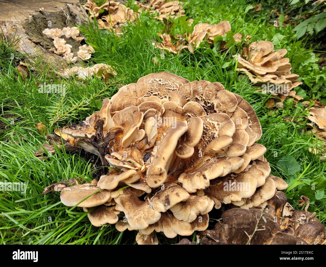 Giant Polypore (Meripilus giganteus Stock Photo - Alamy