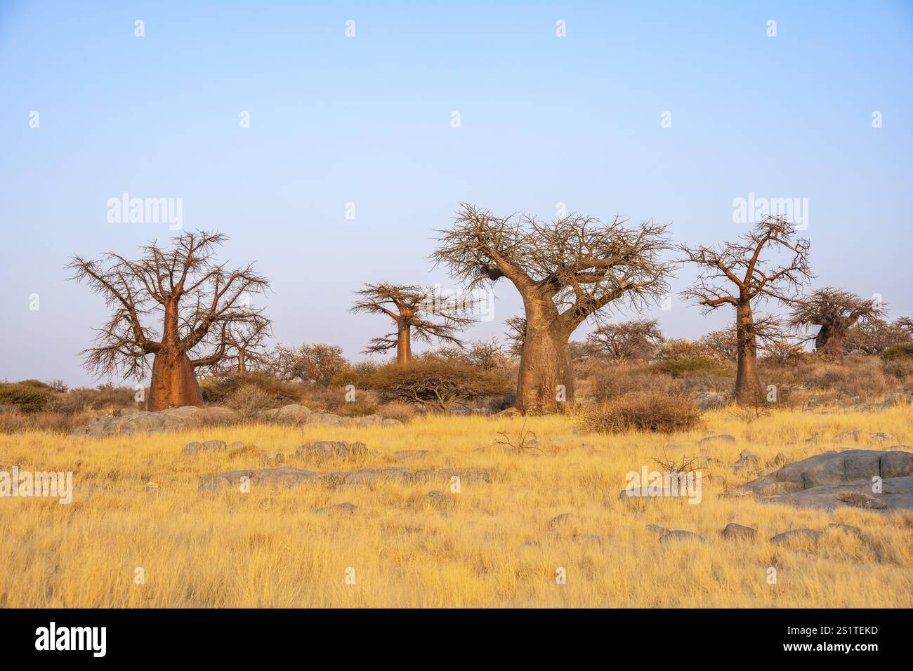 African baobab or baobab tree (Adansonia digitata), several trees at ...
