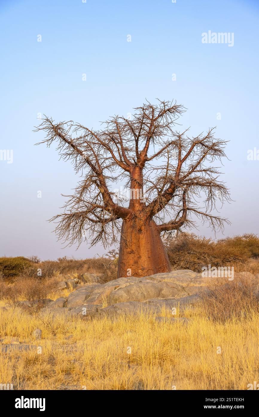 African baobab or baobab tree (Adansonia digitata), at sunrise, Kubu ...