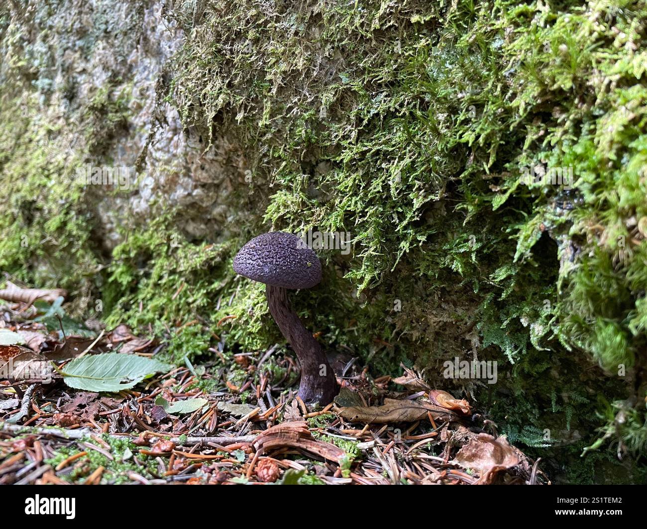 violet webcap (Cortinarius violaceus Stock Photo - Alamy