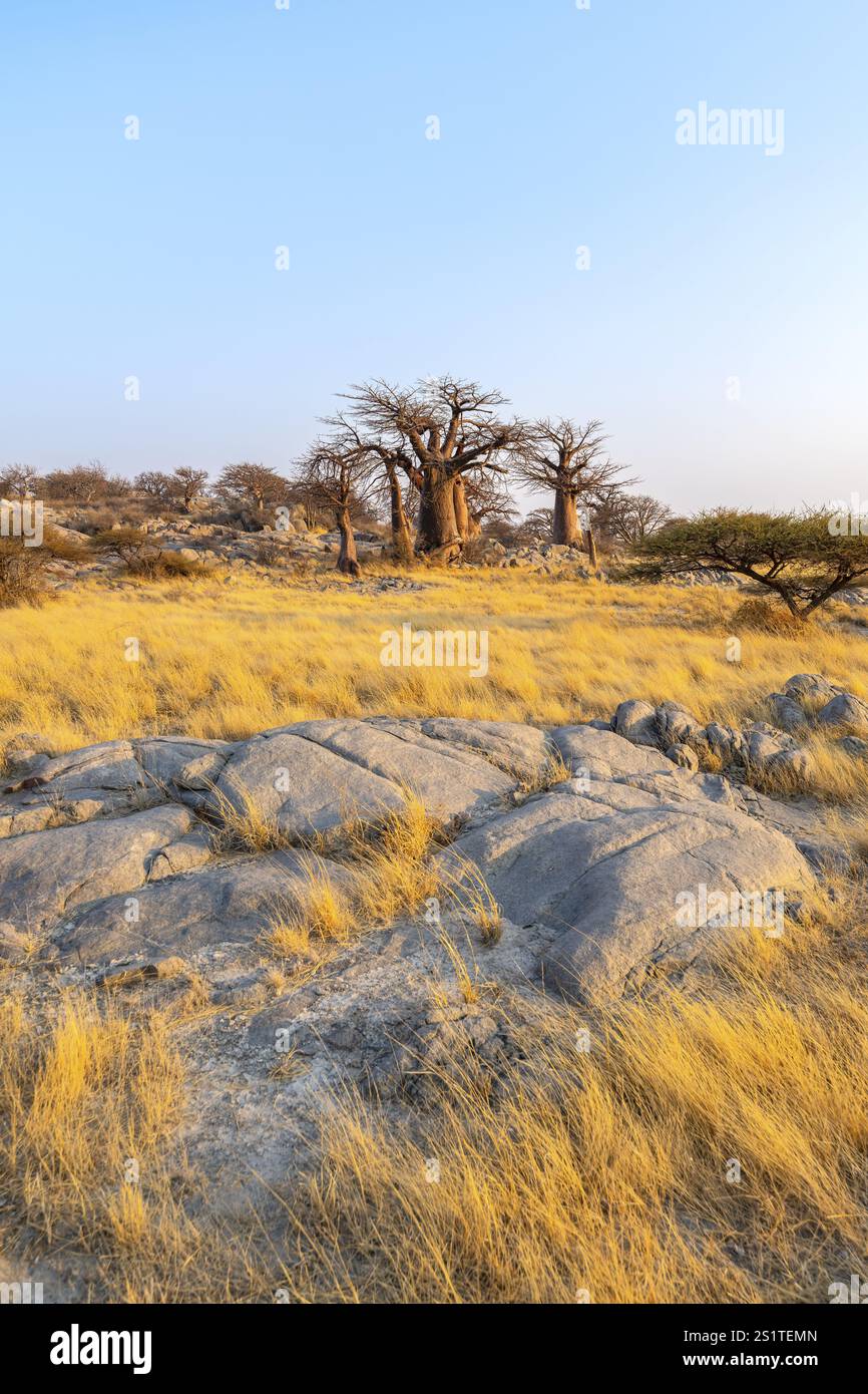African baobab or baobab tree (Adansonia digitata), several trees at ...