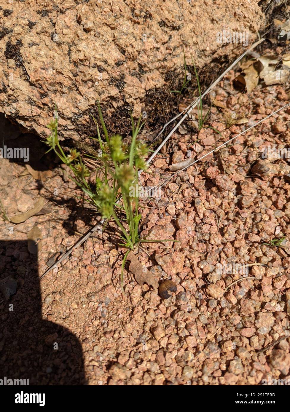 Bearded Flatsedge (Cyperus squarrosus Stock Photo - Alamy